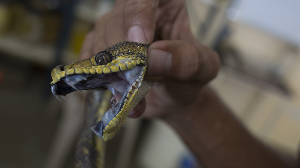 A deadly bite: Why free medicine doesn't help against an epidemic ...