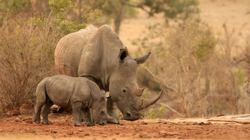 Rhino calf birth in South Africa gives hope for species preservation ...