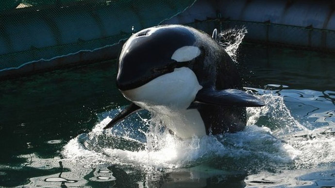 ‘Solitary confinement’: Two killer whales kept in cramped tanks in ...