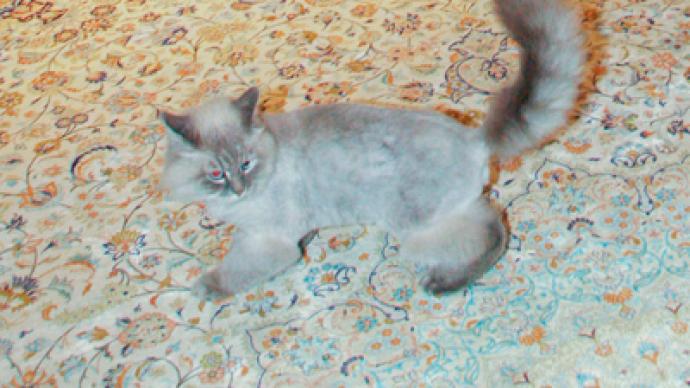 ‘Missing ’Kremlin cat alert: Medvedev responds on Twitter — RT World News