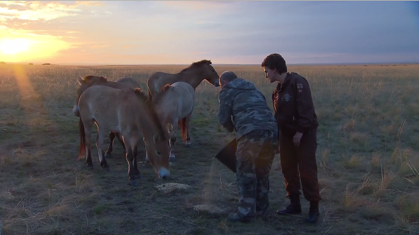 Vladimir Poutine visite une réserve de chevaux sauvages et en libère ...