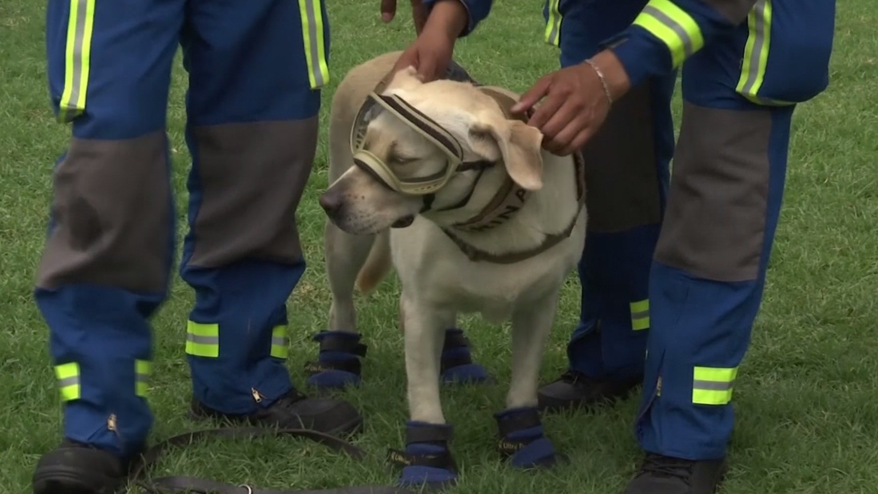 Rencontrez Frida, le chien sauveteur qui a retrouvé 12 personnes sous ...