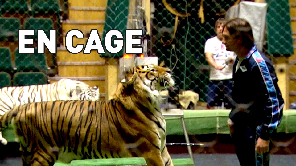 En cage — RT en français
