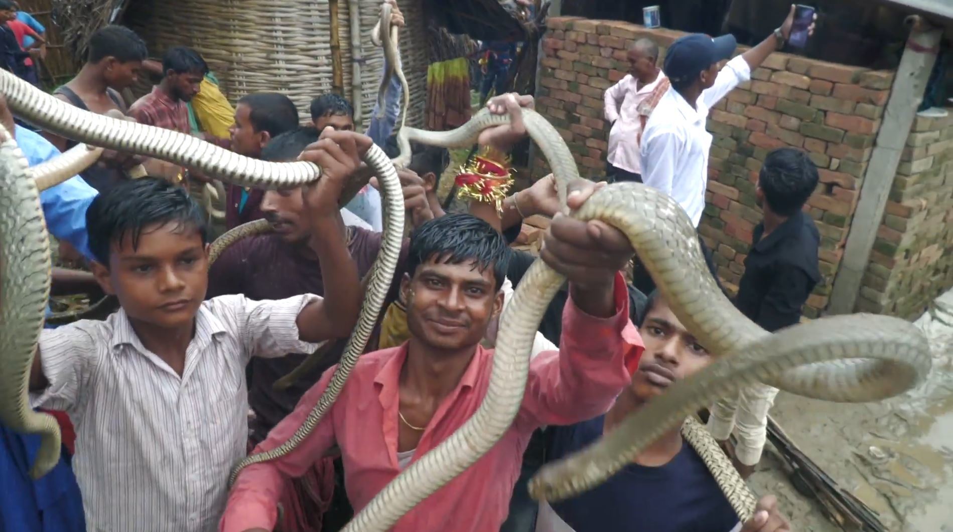 Inde : défilé de serpents à l'occasion d'un festival hindou à ...