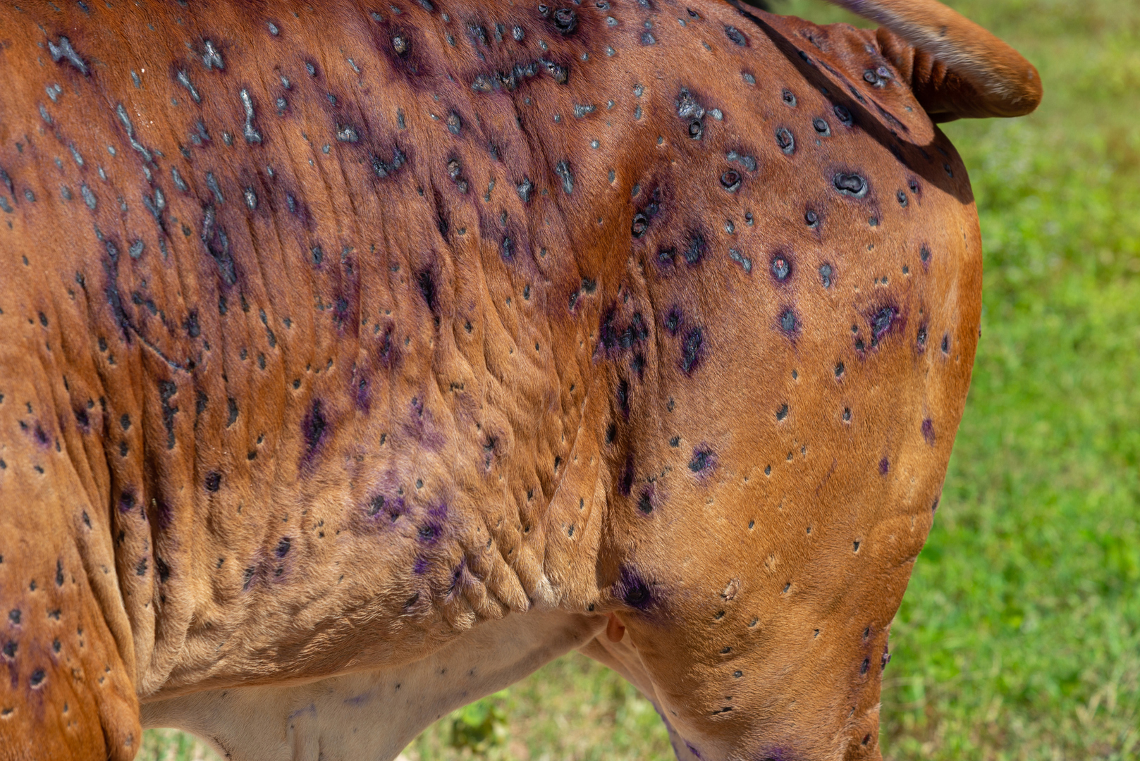 Dermatose nodulaire contagieuse en France : entre blocages d ...