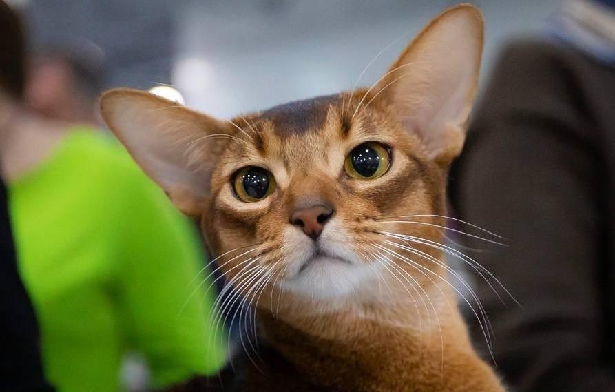 Un abyssin originaire de Russie sacré plus beau chat du monde par la ...
