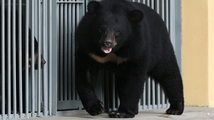 "كلب" يتحول إلى دب ضخم! (فيديو) - RT Arabic