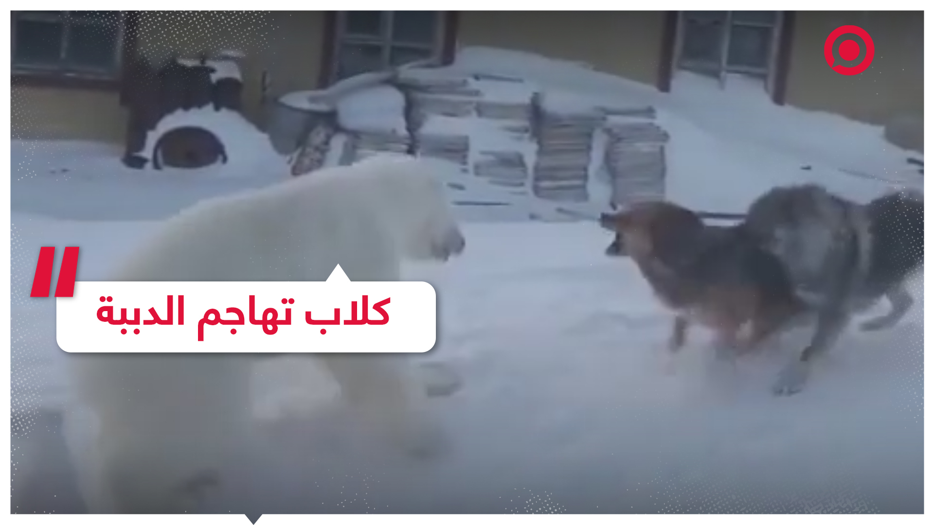 مجموعة كلاب تهاجم أنثى الدب القطبي وصغيريها - RT-Arabic