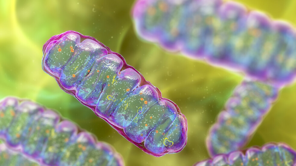 اكتشاف أوائل الكائنات الحية في صخرة عمرها مليار عام - RT Arabic