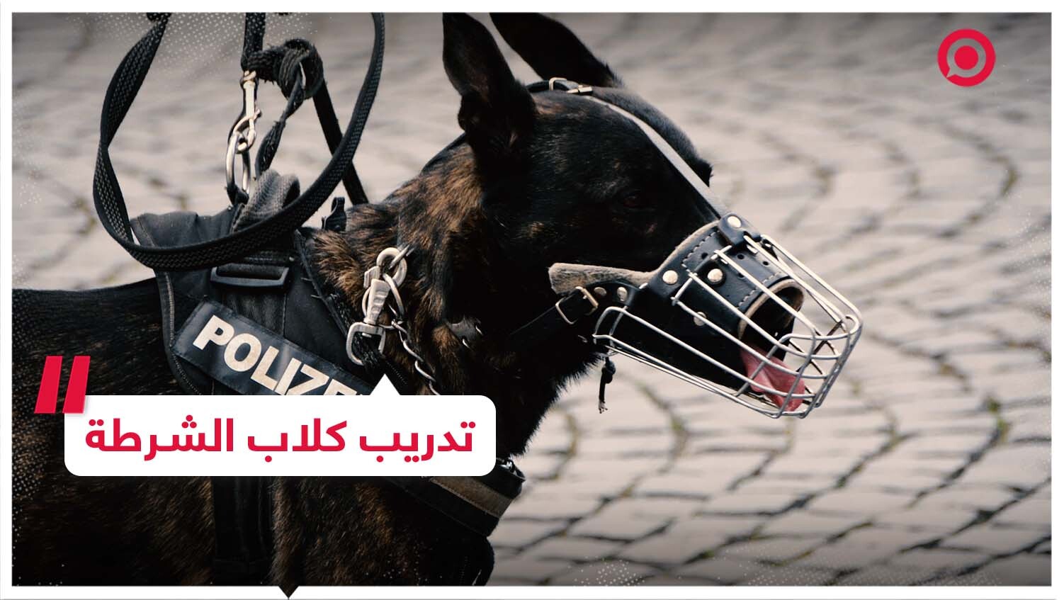 كلاب الشرطة تجري تدريباتها - RT-Arabic