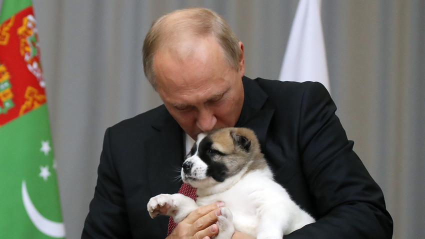 VIDEO: Alabai, Anjing Baru Presiden Putin - Russia Beyond