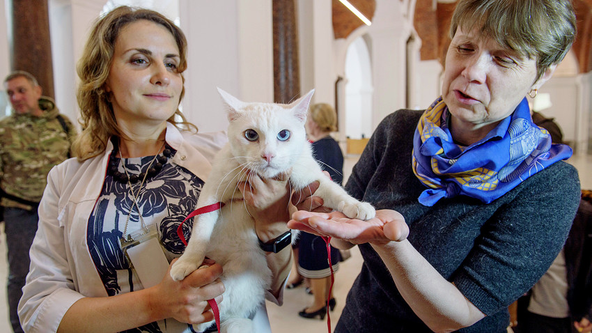 Who is Russia’s most popular cat? - Russia Beyond