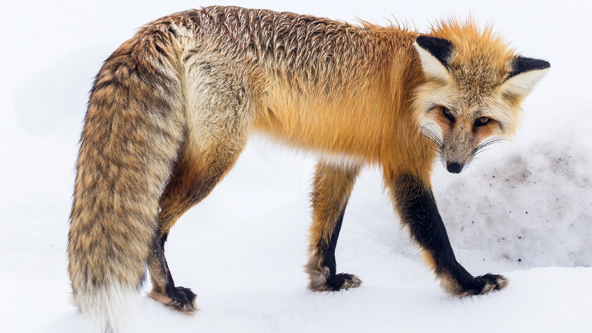 Far Eastern fisherman feeds famished fox - Russia Beyond