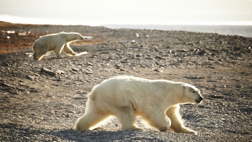 Animales De La Isla Wrangel