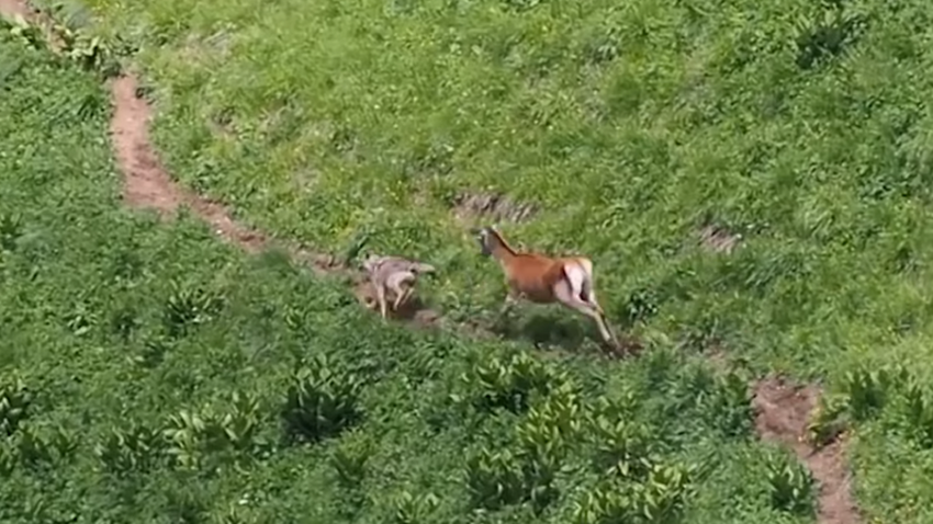 Invertendo papéis, cervo persegue lobo pelas montanhas no Cáucaso; veja ...