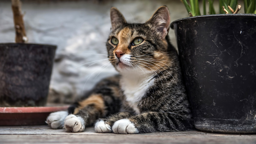 Sepuluh Kucing yang ‘Bekerja’ di Museum-Museum Rusia - Russia Beyond