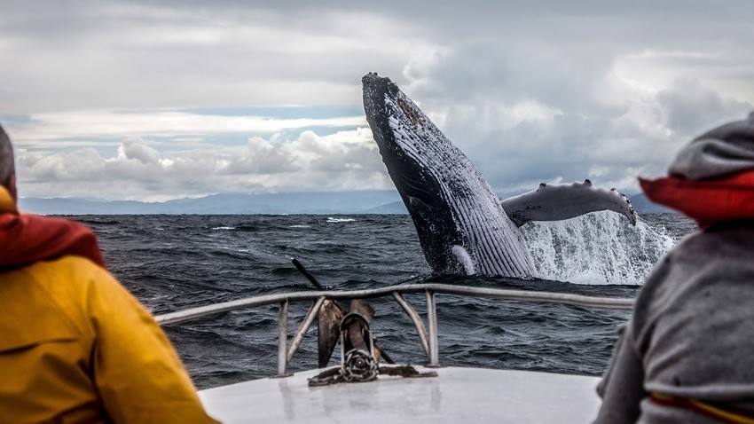 VIDEO: Sivi kit ob Čukotki - Russia Beyond Slovenija