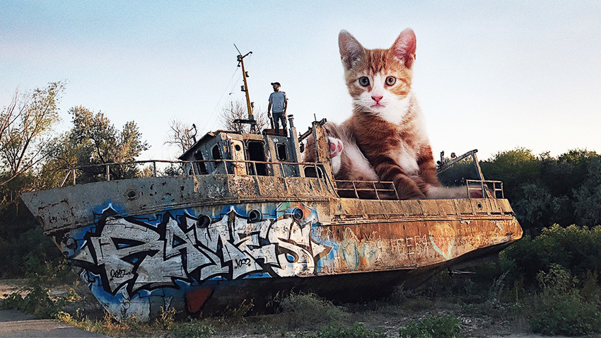More cats please! This Russian instagrammer spices up reality with ...