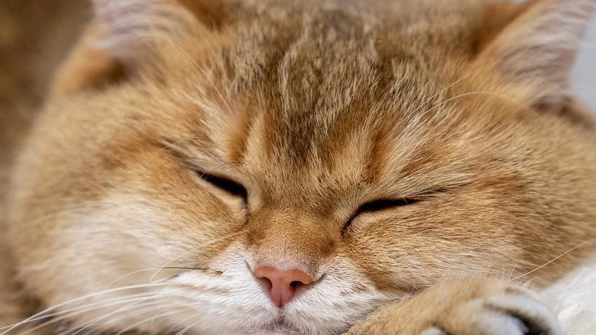 Le chat le plus populaire de Russie sur Instagram (Vidéo) - Russia ...