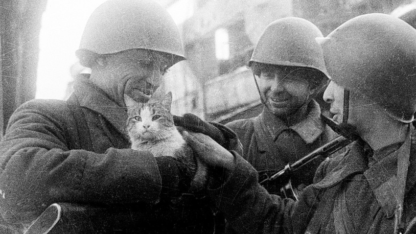 How cats and camels helped the Soviets to win WWII - Russia Beyond