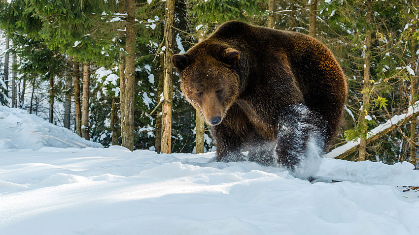 Un orso russo ha deciso di andare in letargo nella città super segreta ...