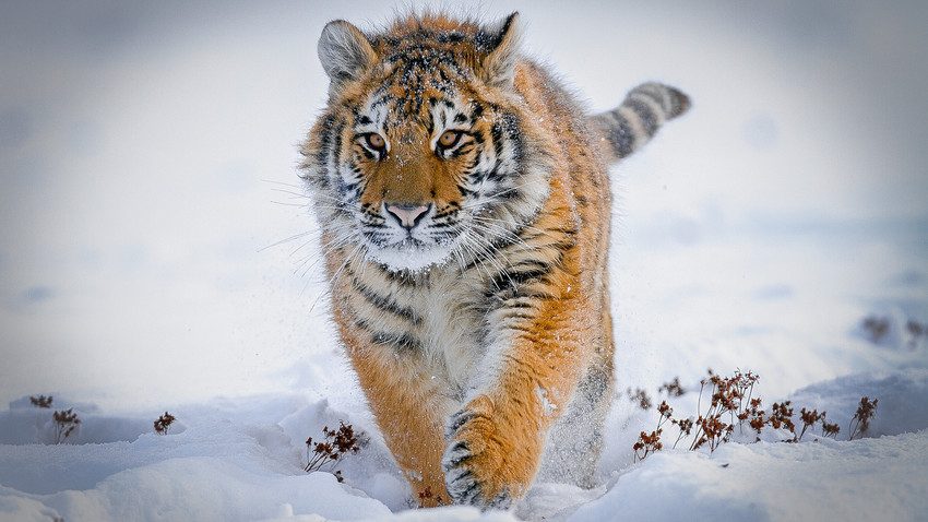 7 of Russia’s most beautiful animals (PHOTOS) - Russia Beyond
