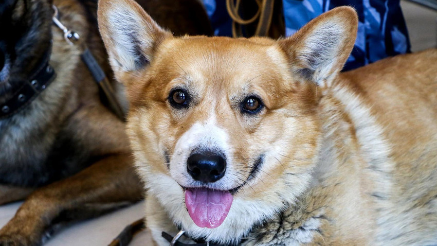 Pincha aquí para conocer a Rizhi, el único perrito corgi en la unidad K ...