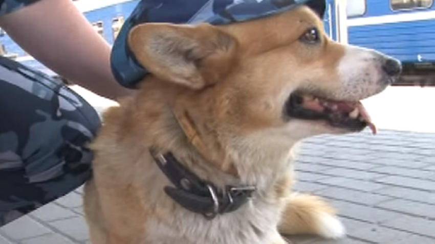 Conheça Ríji, o único corgi da unidade de cães da polícia russa ...