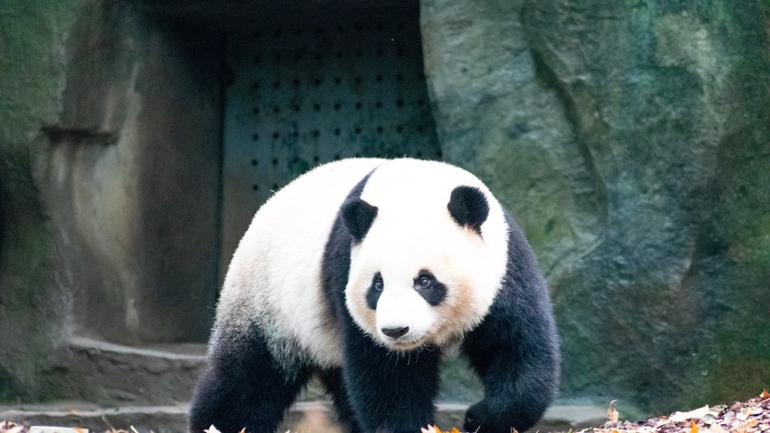 Pandas en el zoo de Moscú (Vídeo) - Russia Beyond ES