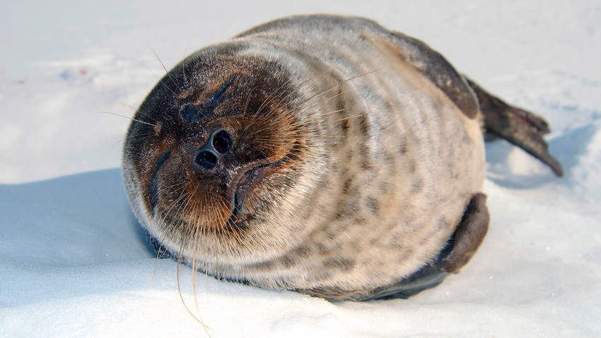 Los 7 animales de Rusia que mejor resisten el frío (Fotos) - Russia ...