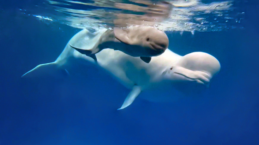 Baby-Wal (VIDEO) - Russia Beyond DE