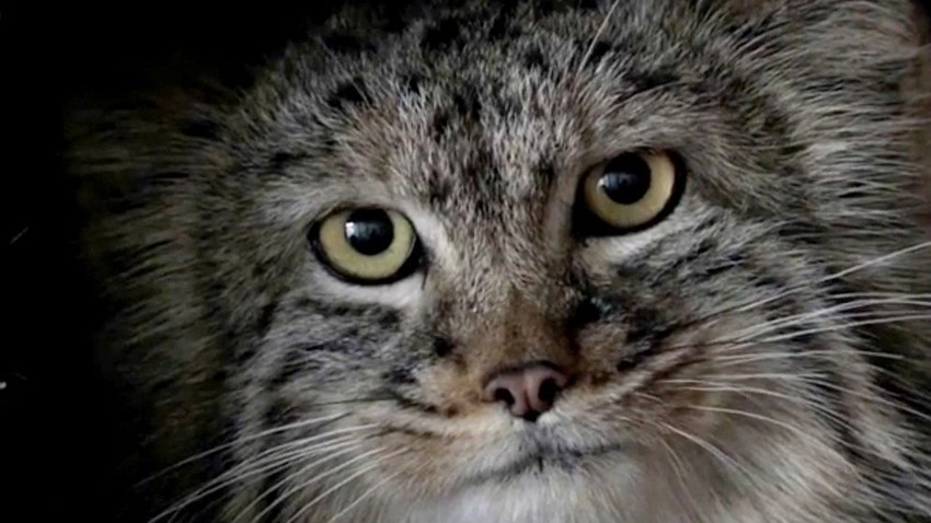 Adorables cachorros de manul en el zoo de Moscú (Vídeo) - Russia Beyond ES