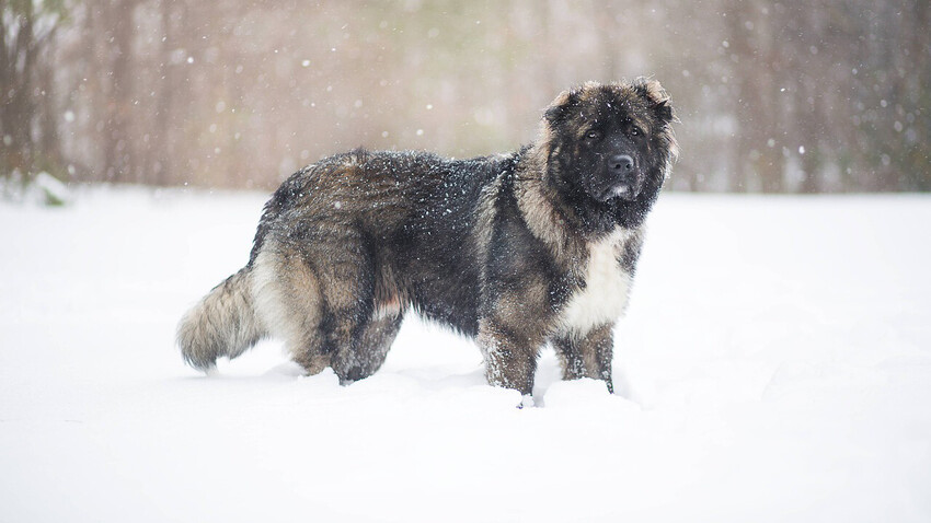 Le berger du Caucase, ce chien russe sans peur (Vidéo) - Russia Beyond FR