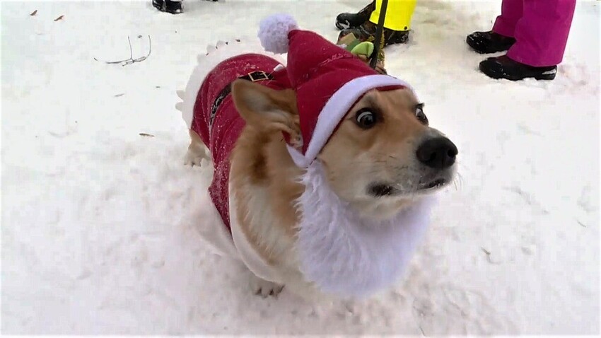 Así de alegres celebraron unos perritos Corgi la llegada del 2022 ...