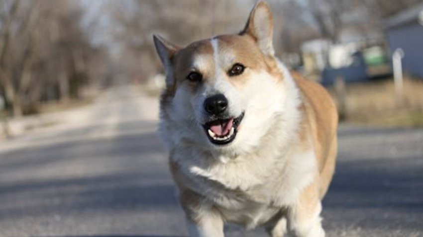 Wer ist der schnellste Corgi von allen? (VIDEO) - Russia Beyond DE