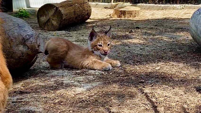 Aurora der Luchs (VIDEO) - Russia Beyond DE