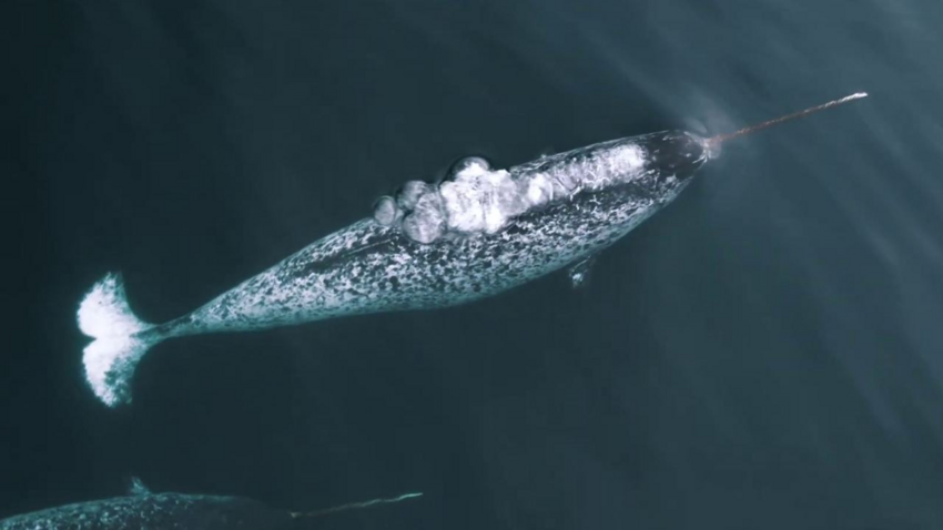 Нарвал – запознайте се с арктическия морски еднорог (ВИДЕО) - Russia ...