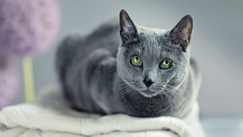 Lima Hewan ‘Paling Rusia’ di Dunia - Russia Beyond