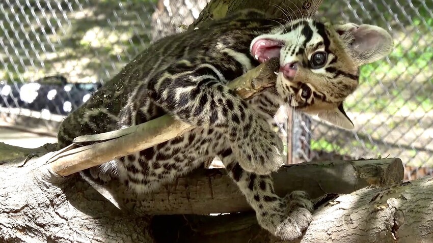 Stecha, ce chaton ocelot de Novosskibirsk (Vidéo) - Russia Beyond FR