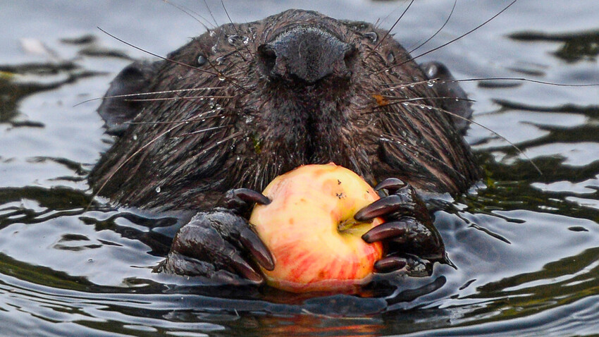 Dieci animali rari a rischio estinzione che si possono trovare… a Mosca ...
