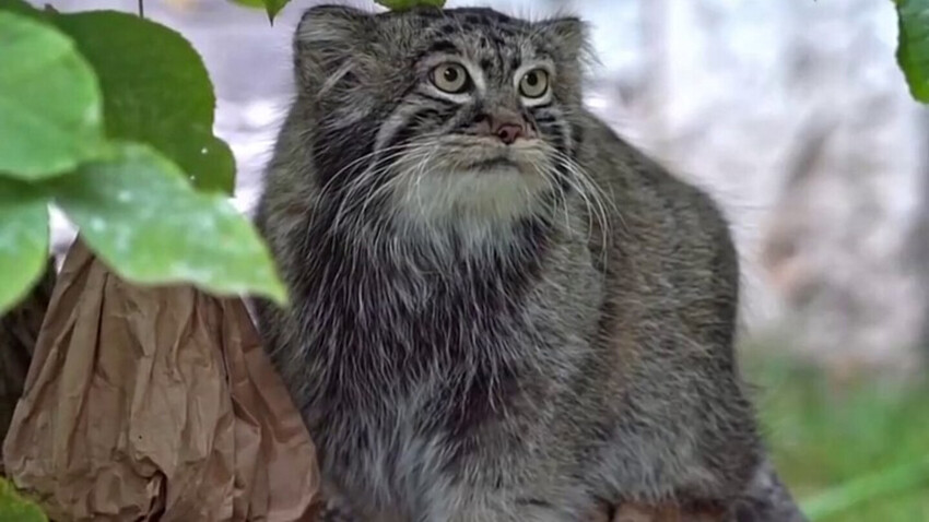 Timofej aus dem Moskauer Zoo ist endlich bereit, dem Frost die Stirn zu bieten! (VIDEO) - Russia ...