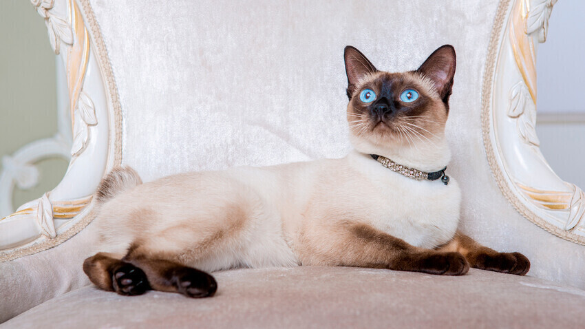 Kucing Ras Bundel Mekong Hanya Bertahan di Rusia, Kenapa? - Russia Beyond