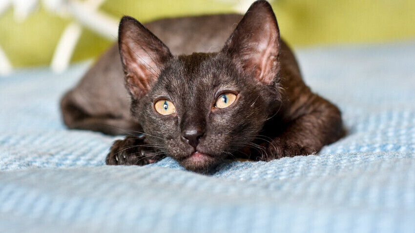 Lima Fakta tentang Kucing Berbulu Keriting ‘Ural Rex’ - Russia Beyond