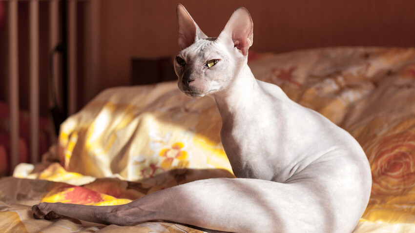 Donskoy Sphynx: How a stray cat formed a new breed (PHOTOS) - Russia Beyond