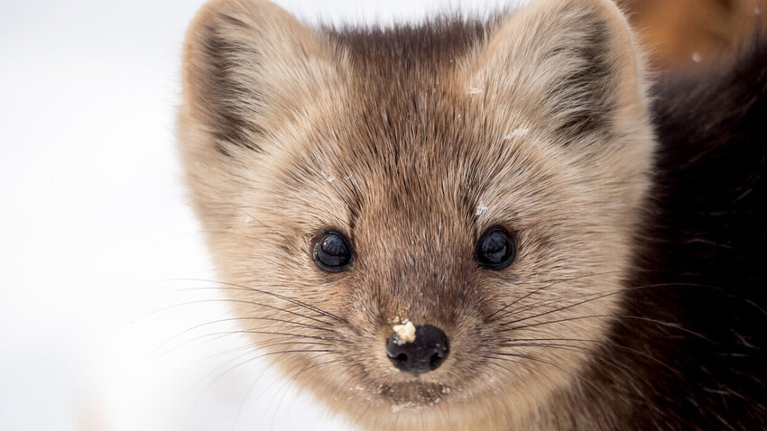 La zibeline, or brun de la Sibérie - Russia Beyond FR