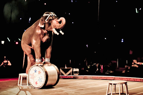 Pedicured Elephant Enters Guinness World Records - Russia Beyond