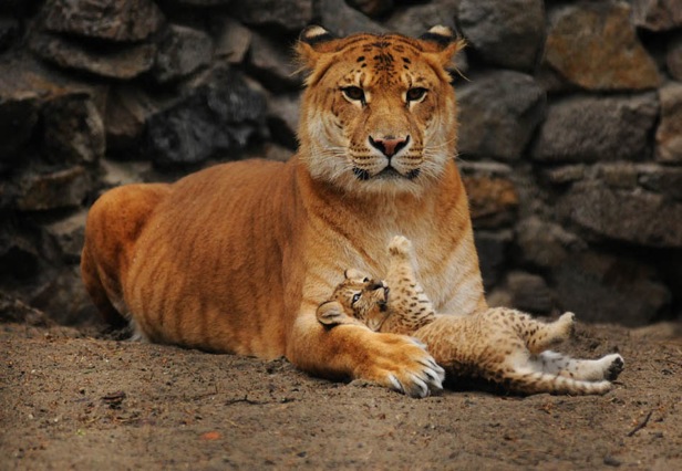 Liger Queen: how Russian liger gave birth to four liligers - Russia Beyond