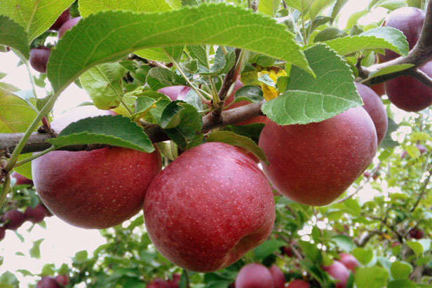 Harvesting apples in Botanical Garden of Moscow State University ...