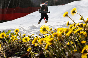 First spring flowers - Russia Beyond