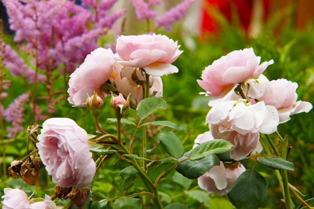 An 'Olympic' rose blossoming in Moscow - Russia Beyond